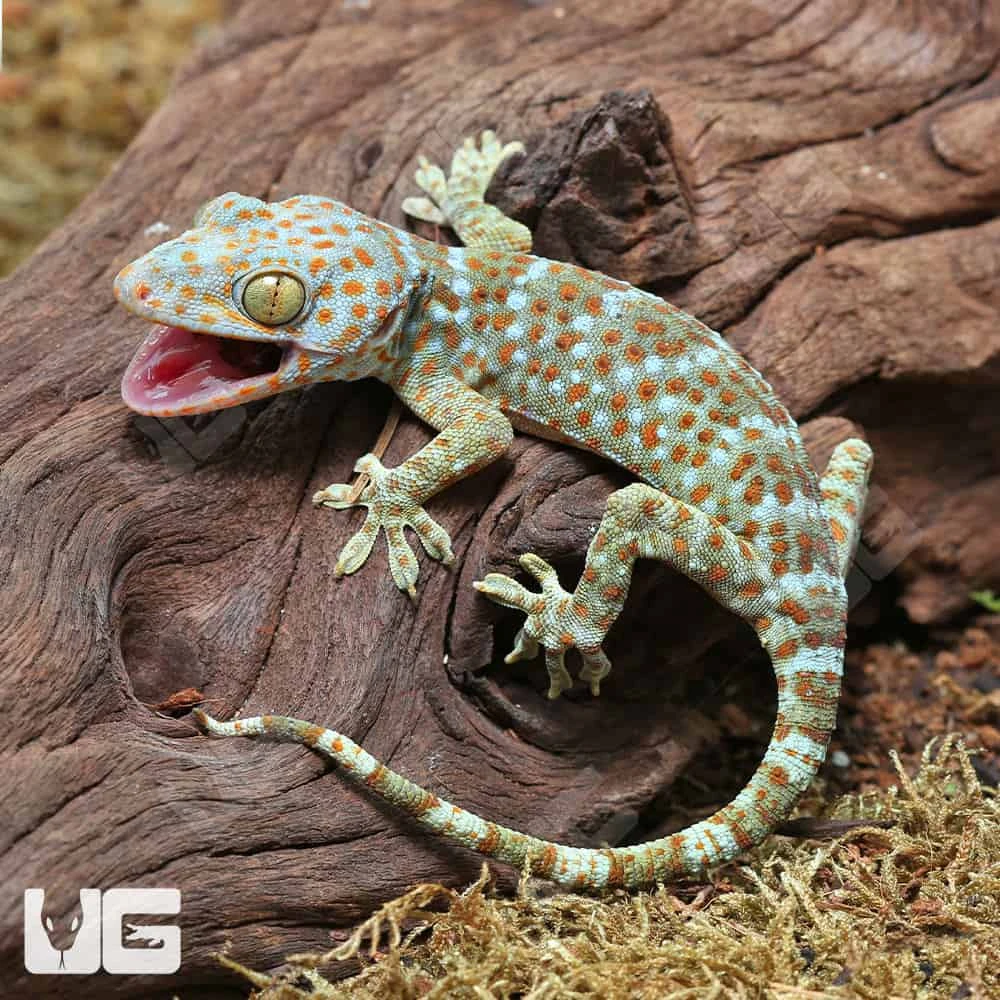 Tokay Gecko | GavenLovesAnimals' Animal Kindom Wiki | Fandom
