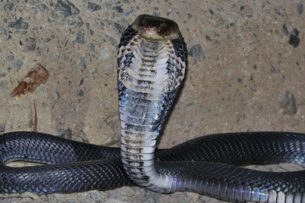 Chinese Cobra | GavenLovesAnimals' Animal Kindom Wiki | Fandom