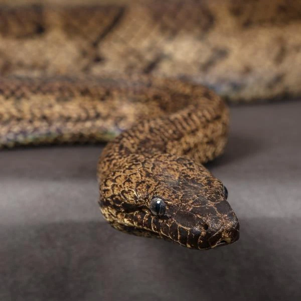 Puerto Rican Boa | GavenLovesAnimals' Animal Kindom Wiki | Fandom