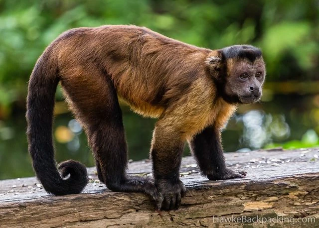 Tufted Capuchin | GavenLovesAnimals' Animal Kindom Wiki | Fandom
