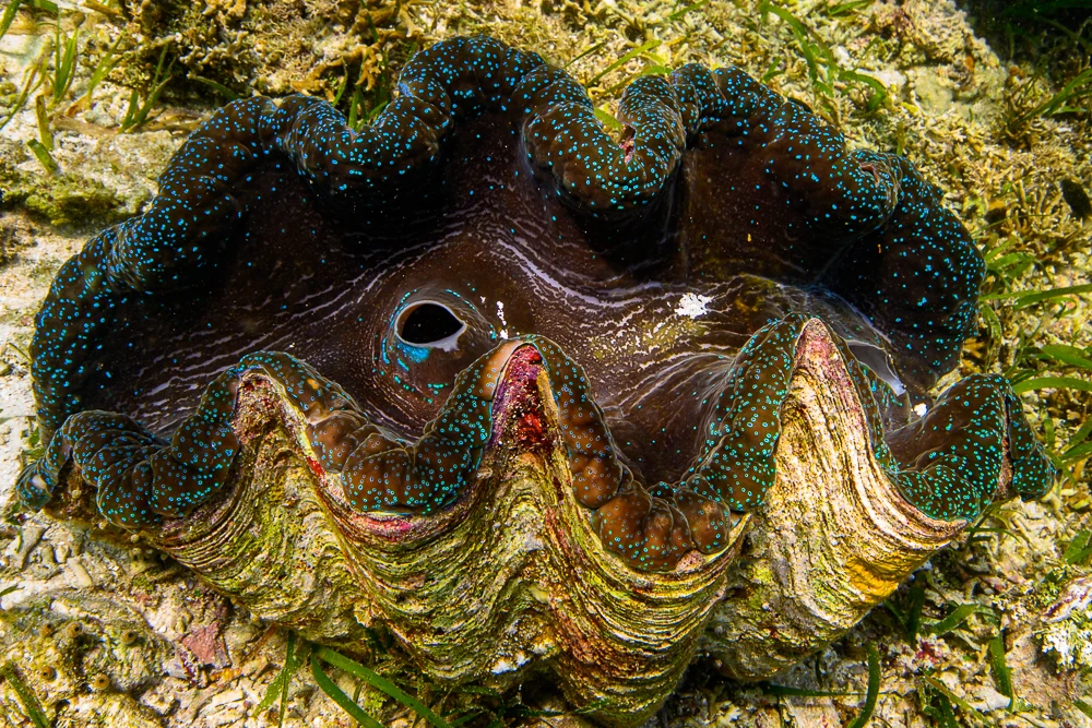 Giant Clam | GavenLovesAnimals' Animal Kindom Wiki | Fandom