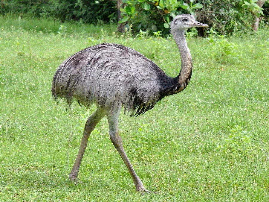 Greater Rhea | GavenLovesAnimals' Animal Kindom Wiki | Fandom
