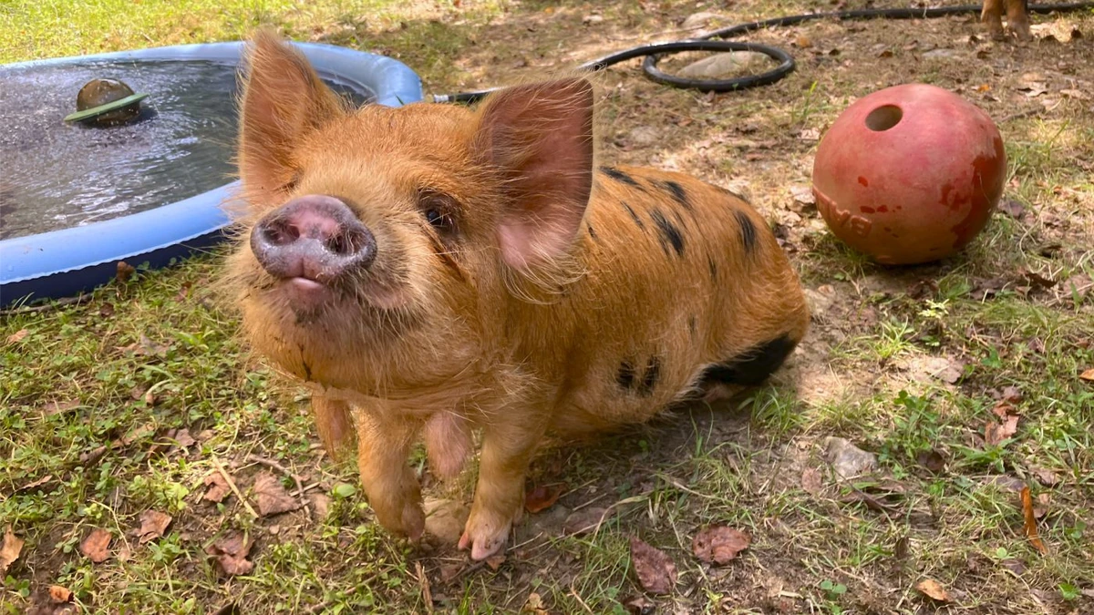 Kunekune | GavenLovesAnimals' Animal Kindom Wiki | Fandom