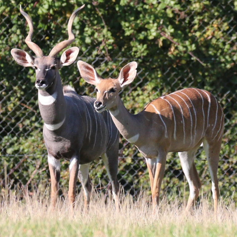Lesser Kudu | GavenLovesAnimals' Animal Kindom Wiki | Fandom