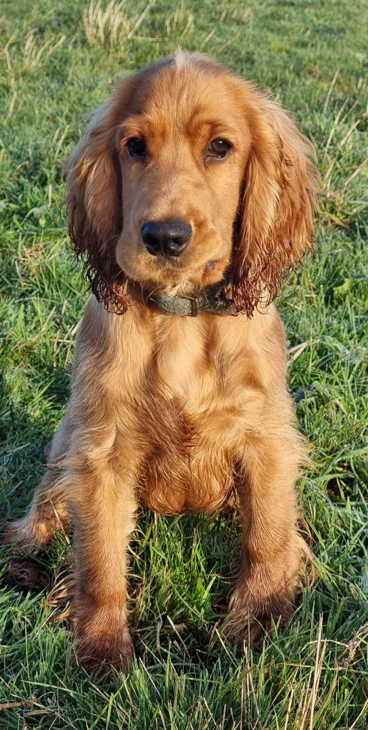 Cocker Spaniel | GavenLovesAnimals' Animal Kindom Wiki | Fandom
