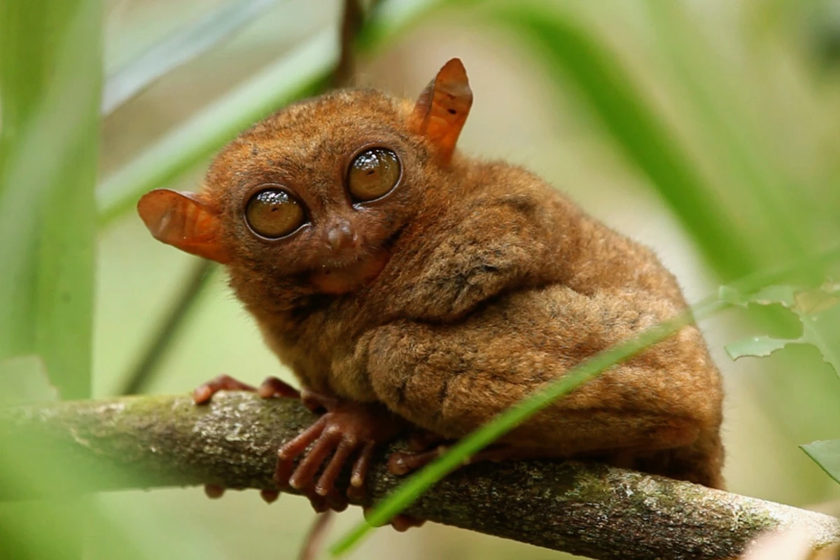 Horsfiled's Tarsier | GavenLovesAnimals' Animal Kindom Wiki | Fandom