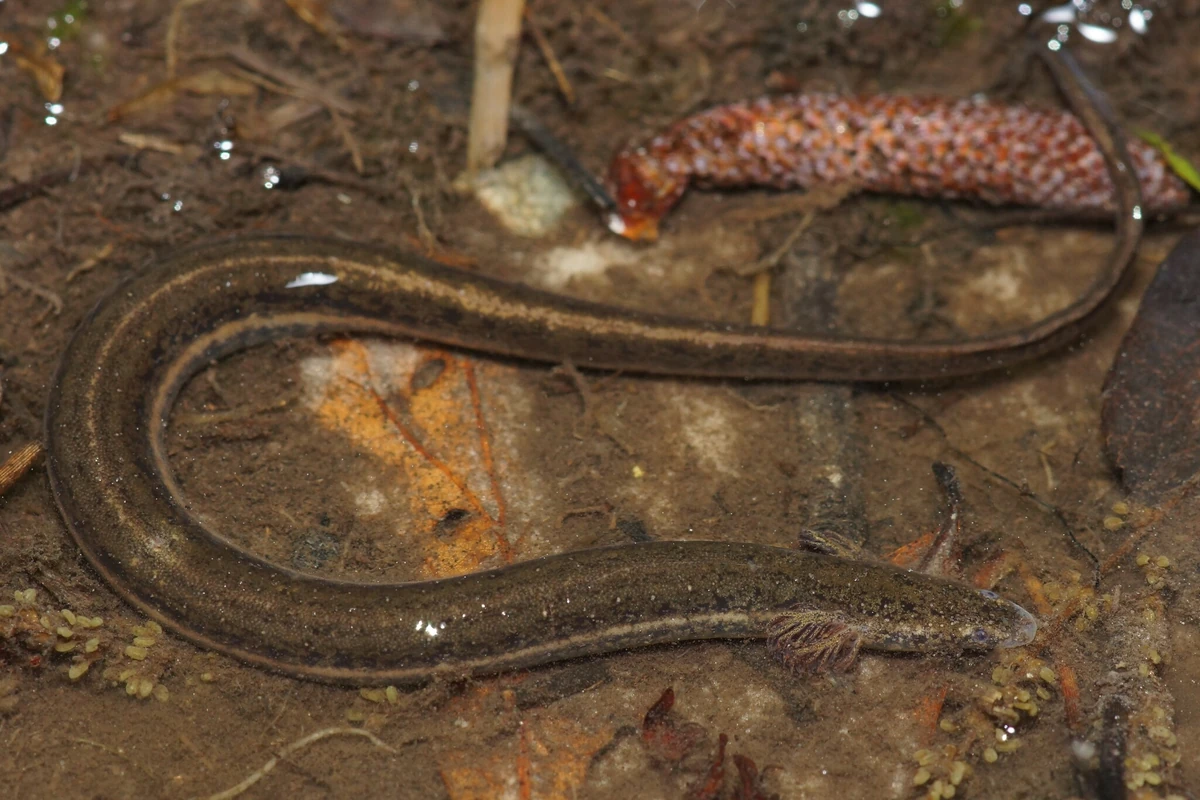 Northern Dwarf Siren | GavenLovesAnimals' Animal Kindom Wiki | Fandom