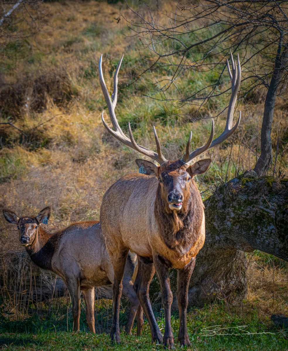 Elk | GavenLovesAnimals' Animal Kindom Wiki | Fandom