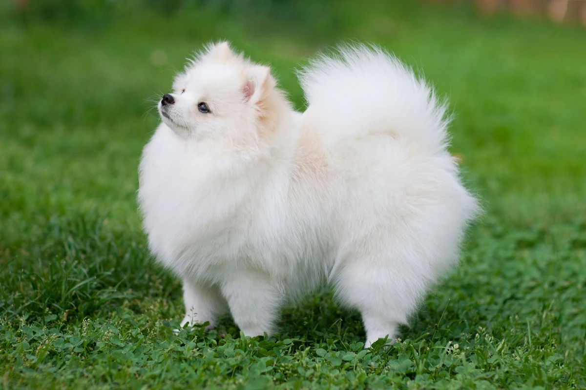 Pomeranian | GavenLovesAnimals' Animal Kindom Wiki | Fandom