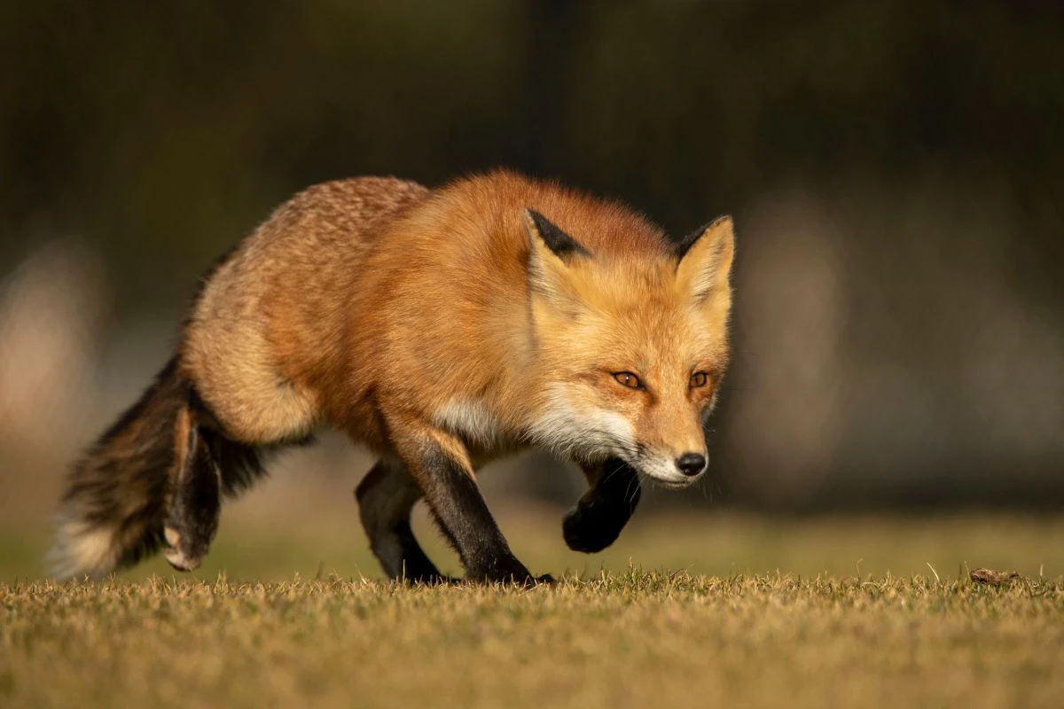 Red Fox/Gallery | GavenLovesAnimals' Animal Kindom Wiki | Fandom
