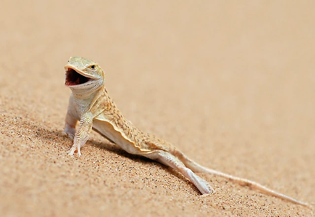 Shovel-Snouted Lizard | GavenLovesAnimals' Animal Kindom Wiki | Fandom