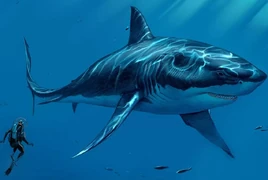 Megalodon | GavenLovesAnimals' Animal Kindom Wiki | Fandom