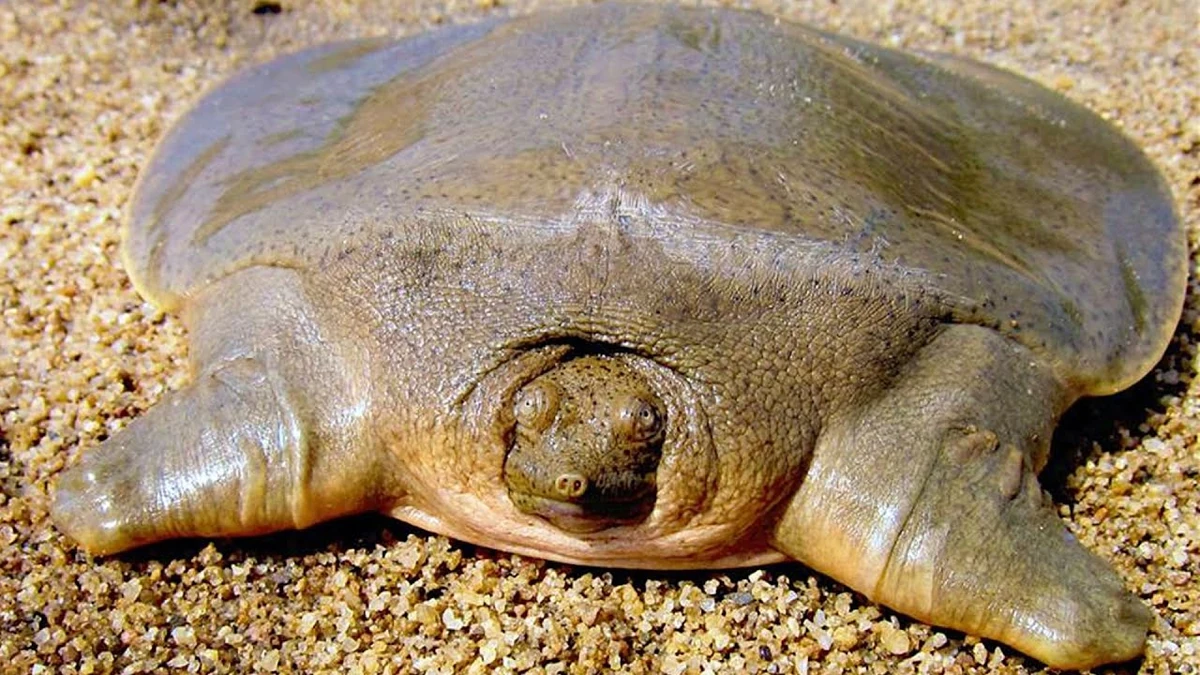 Yangtze Softshell Turtle | GavenLovesAnimals' Animal Kindom Wiki | Fandom