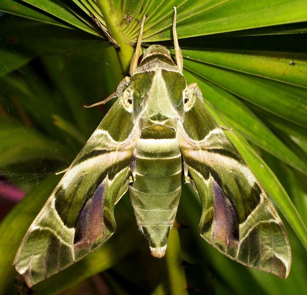Oleander Hawkmoth | GavenLovesAnimals' Animal Kindom Wiki | Fandom