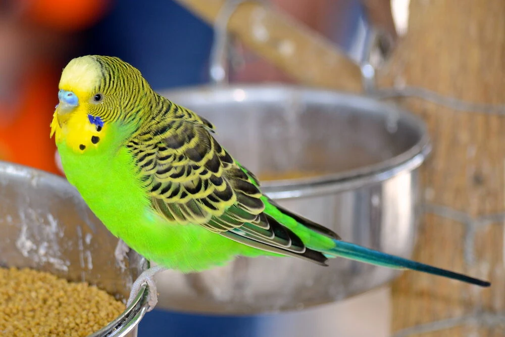 The Petyardigans | GavenLovesAnimals' Animal Kindom Wiki | Fandom
