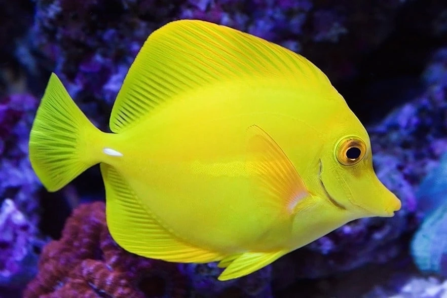 Yellow Tang | GavenLovesAnimals' Animal Kindom Wiki | Fandom