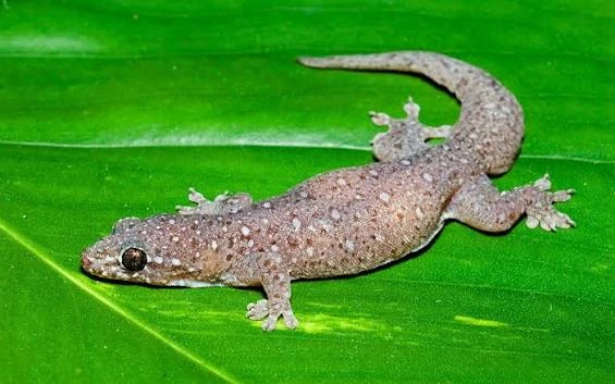 Common Four-Clawed Gecko | GavenLovesAnimals' Animal Kindom Wiki | Fandom