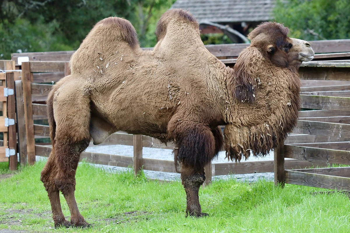Bactrian Camel | GavenLovesAnimals' Animal Kindom Wiki | Fandom