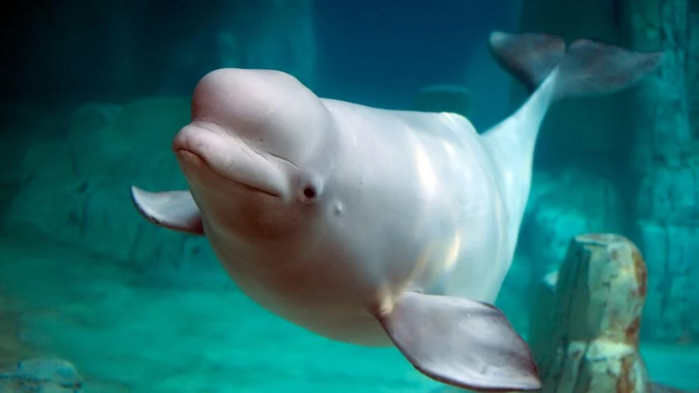 Beluga | GavenLovesAnimals' Animal Kindom Wiki | Fandom