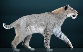 Homotherium | GavenLovesAnimals' Animal Kindom Wiki | Fandom