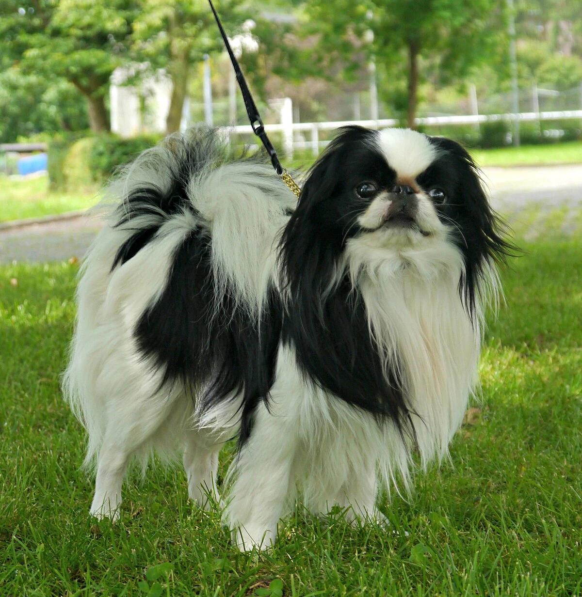 Japanese Chin | GavenLovesAnimals' Animal Kindom Wiki | Fandom