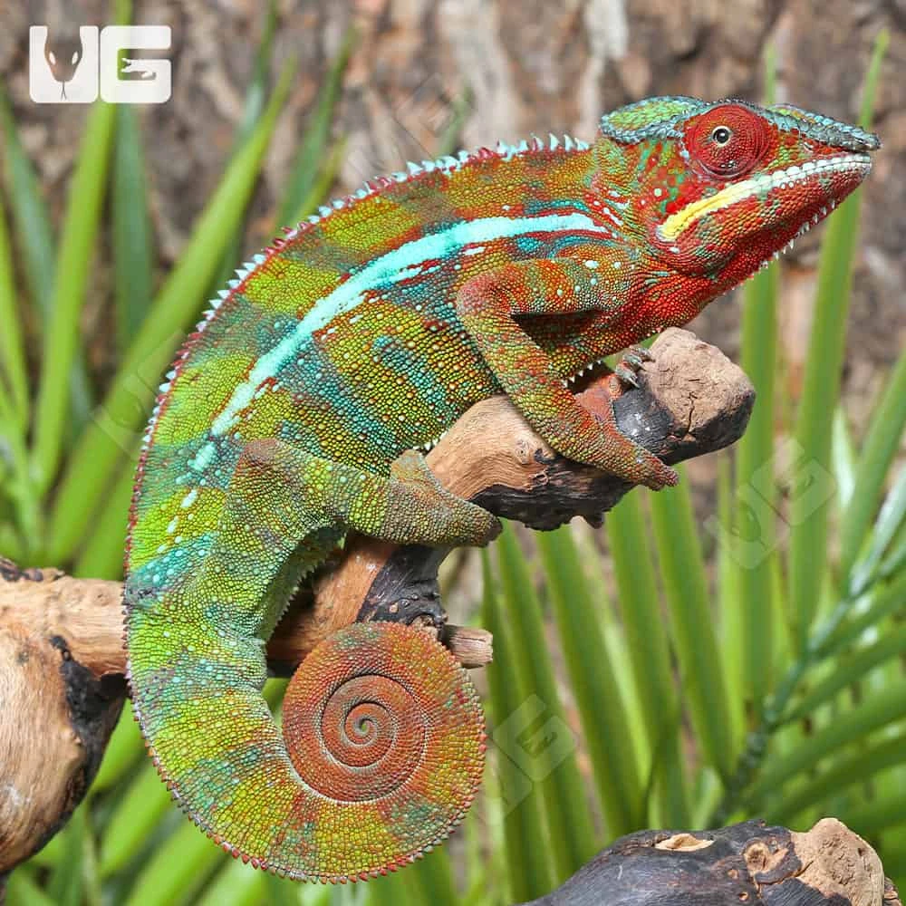 Panther Chameleon | GavenLovesAnimals' Animal Kindom Wiki | Fandom