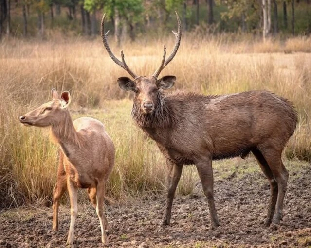 Sambar Deer | GavenLovesAnimals' Animal Kindom Wiki | Fandom