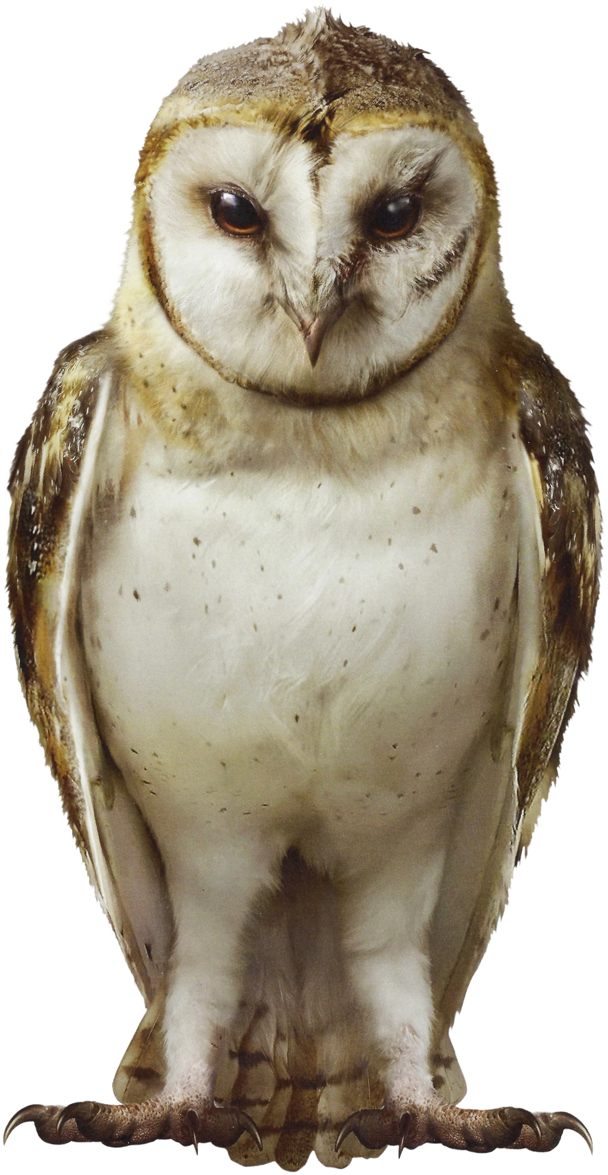 Kludd | GavenLovesAnimals' Animal Kindom Wiki | Fandom