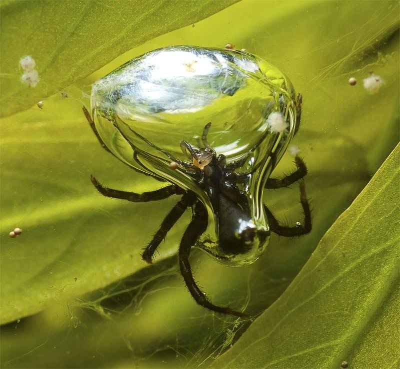 Diving Bell Spider | GavenLovesAnimals' Animal Kindom Wiki | Fandom
