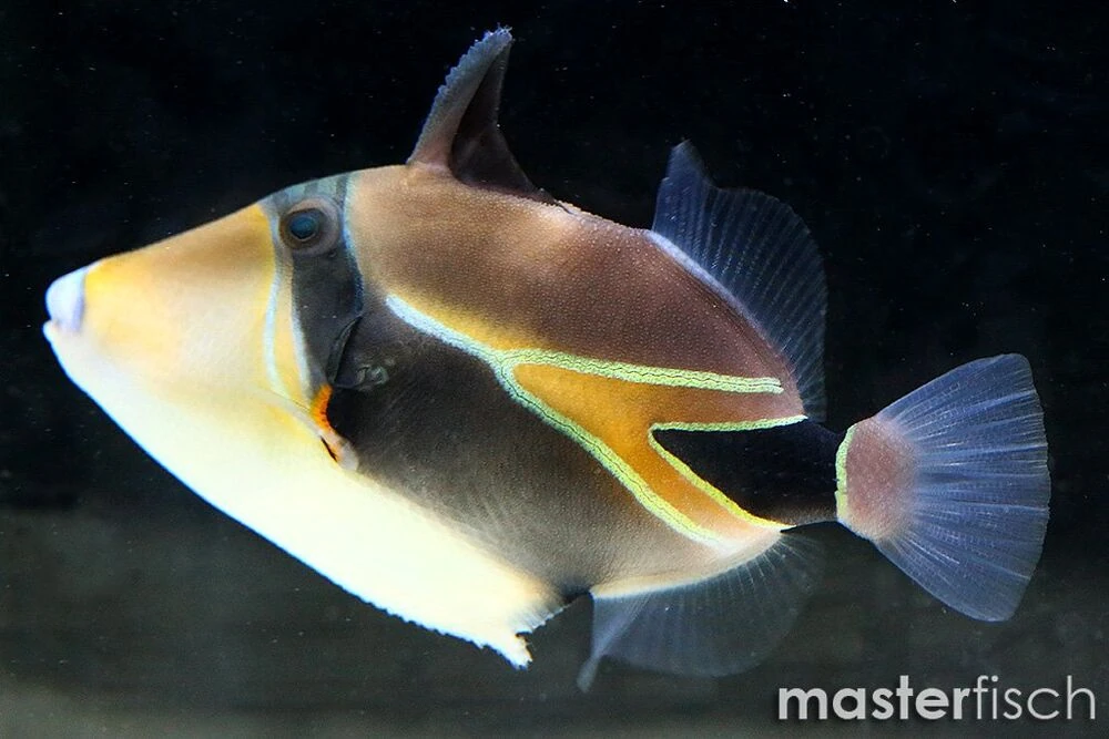 Reef Triggerfish | GavenLovesAnimals' Animal Kindom Wiki | Fandom