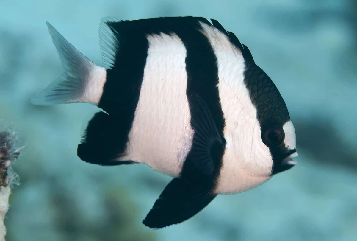 Three-Striped Damselfish | GavenLovesAnimals' Animal Kindom Wiki | Fandom