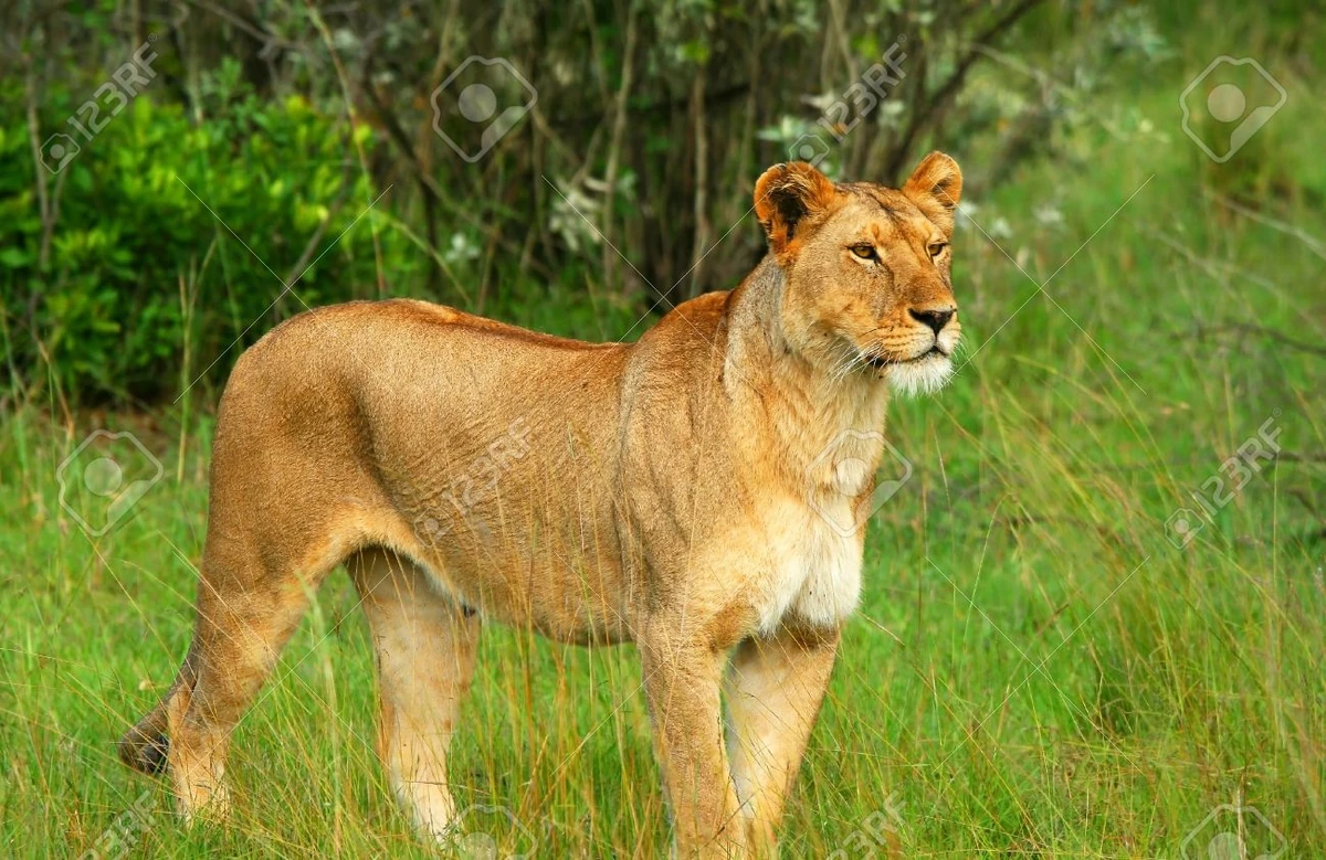 LBWT | GavenLovesAnimals' Animal Kindom Wiki | Fandom