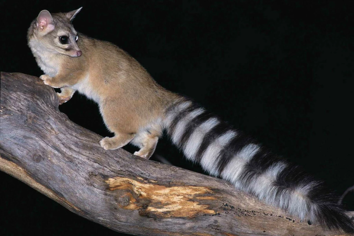 Ring-Tailed Cacomistle | GavenLovesAnimals' Animal Kindom Wiki | Fandom