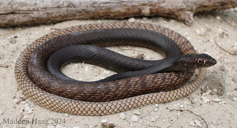 Eastern Coachwhip | GavenLovesAnimals' Animal Kindom Wiki | Fandom