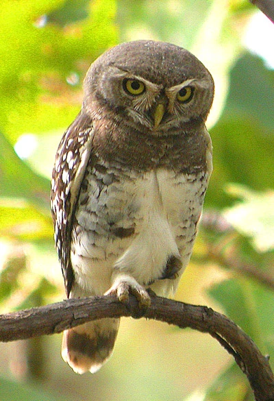 Forest Owlet | GavenLovesAnimals' Animal Kindom Wiki | Fandom