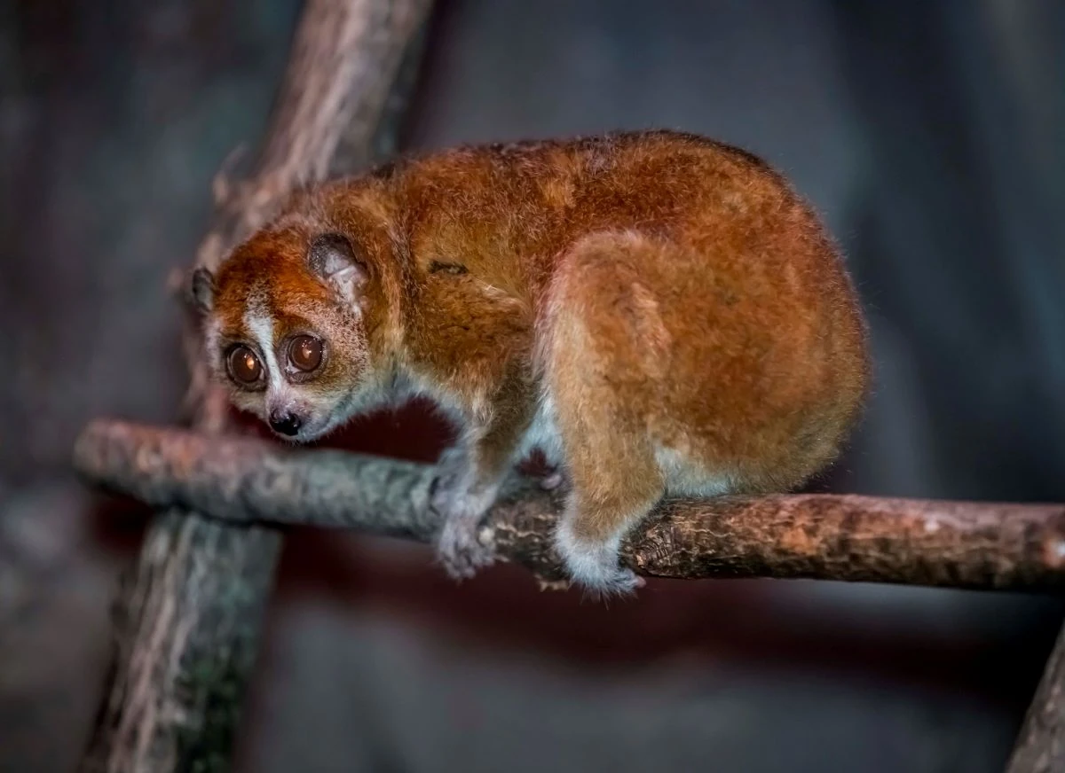 Pygmy Slow Loris | GavenLovesAnimals' Animal Kindom Wiki | Fandom
