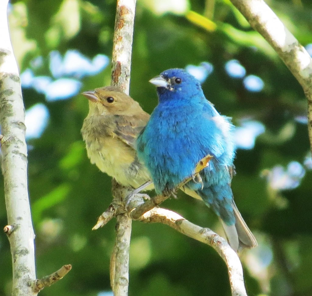 Indigo Bunting | GavenLovesAnimals' Animal Kindom Wiki | Fandom