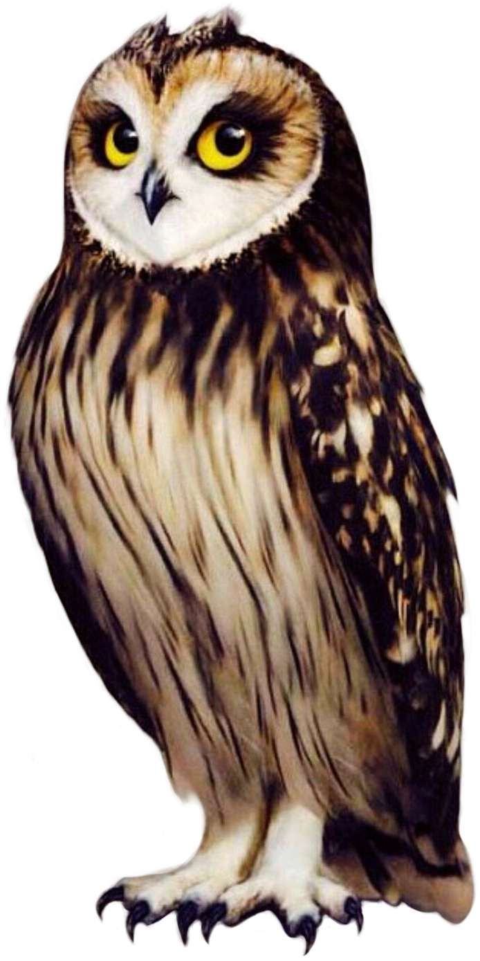 Otulissa | GavenLovesAnimals' Animal Kindom Wiki | Fandom