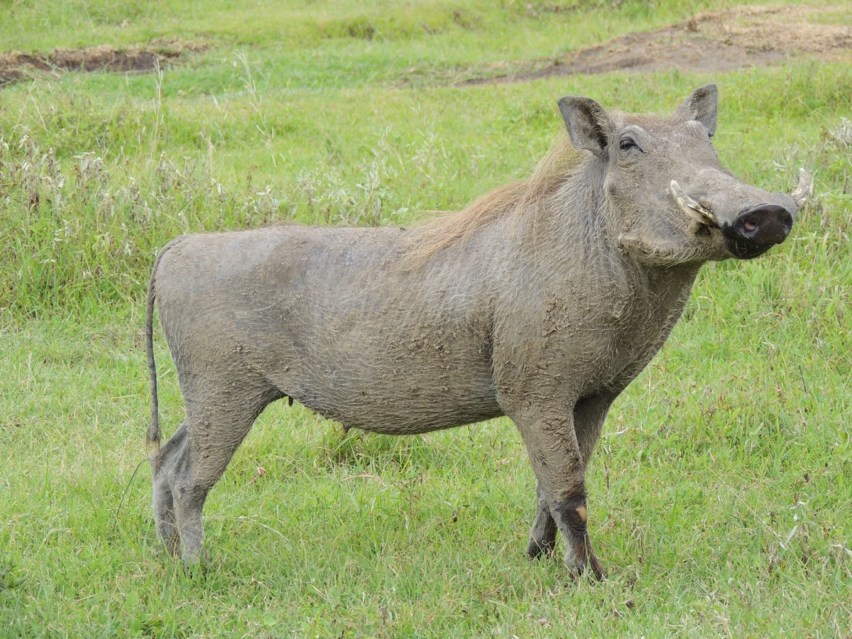 Central African Warthog | GavenLovesAnimals' Animal Kindom Wiki | Fandom