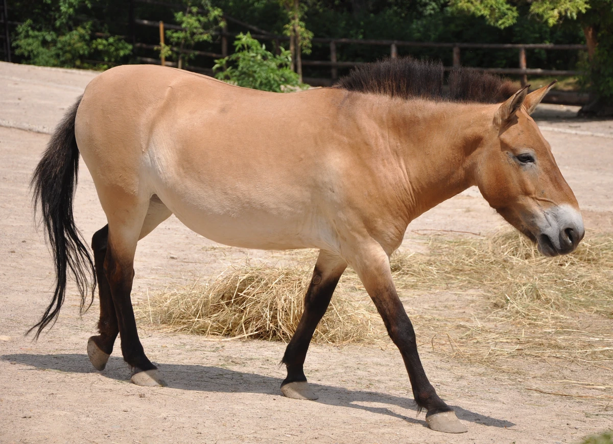 Przewalski's Wild Horse | GavenLovesAnimals' Animal Kindom Wiki | Fandom