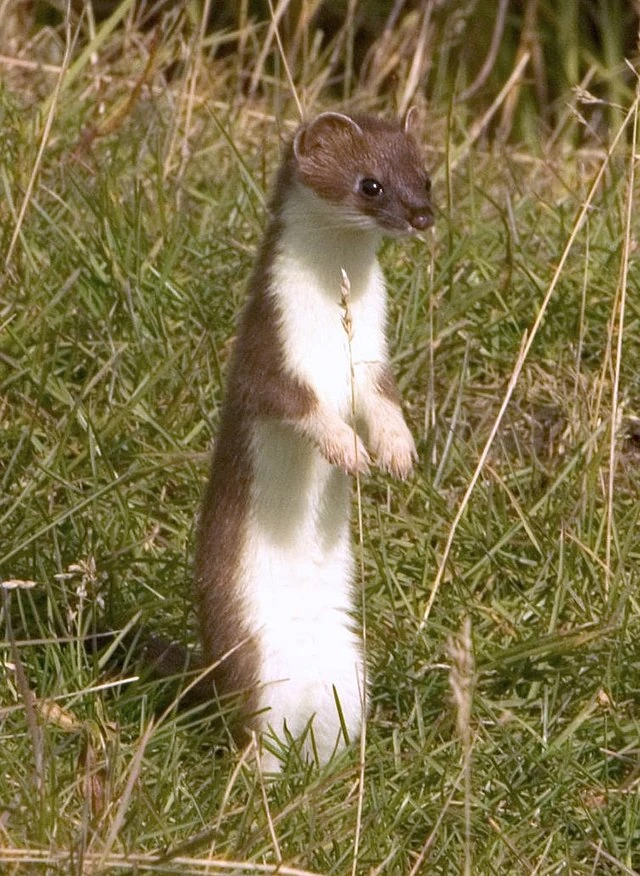The Mixed-Up Stoat | GavenLovesAnimals' Animal Kindom Wiki | Fandom