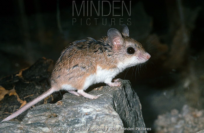 Southern Grasshopper Mouse | GavenLovesAnimals' Animal Kindom Wiki | Fandom