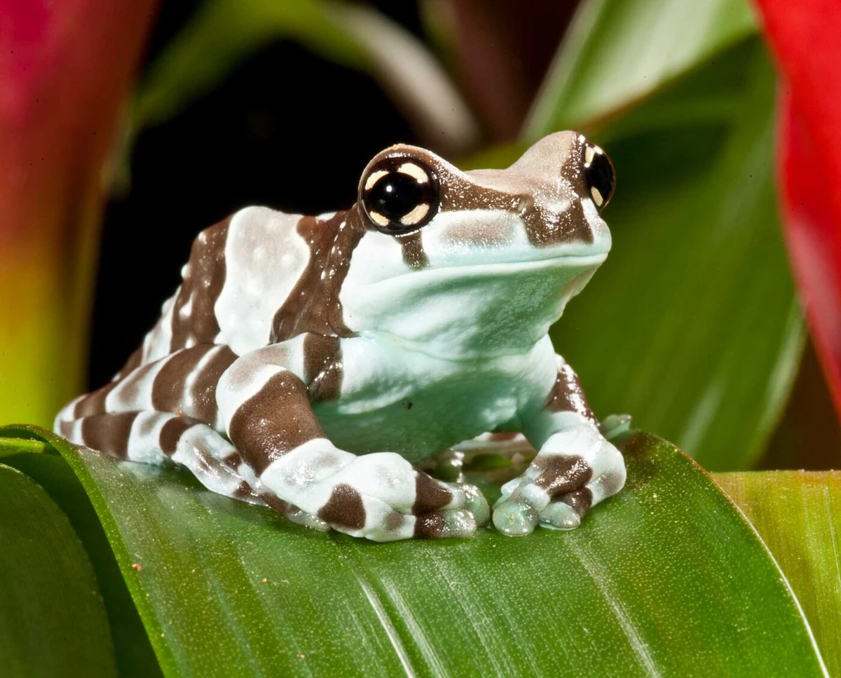 Amazon Milk Frog | GavenLovesAnimals' Animal Kindom Wiki | Fandom