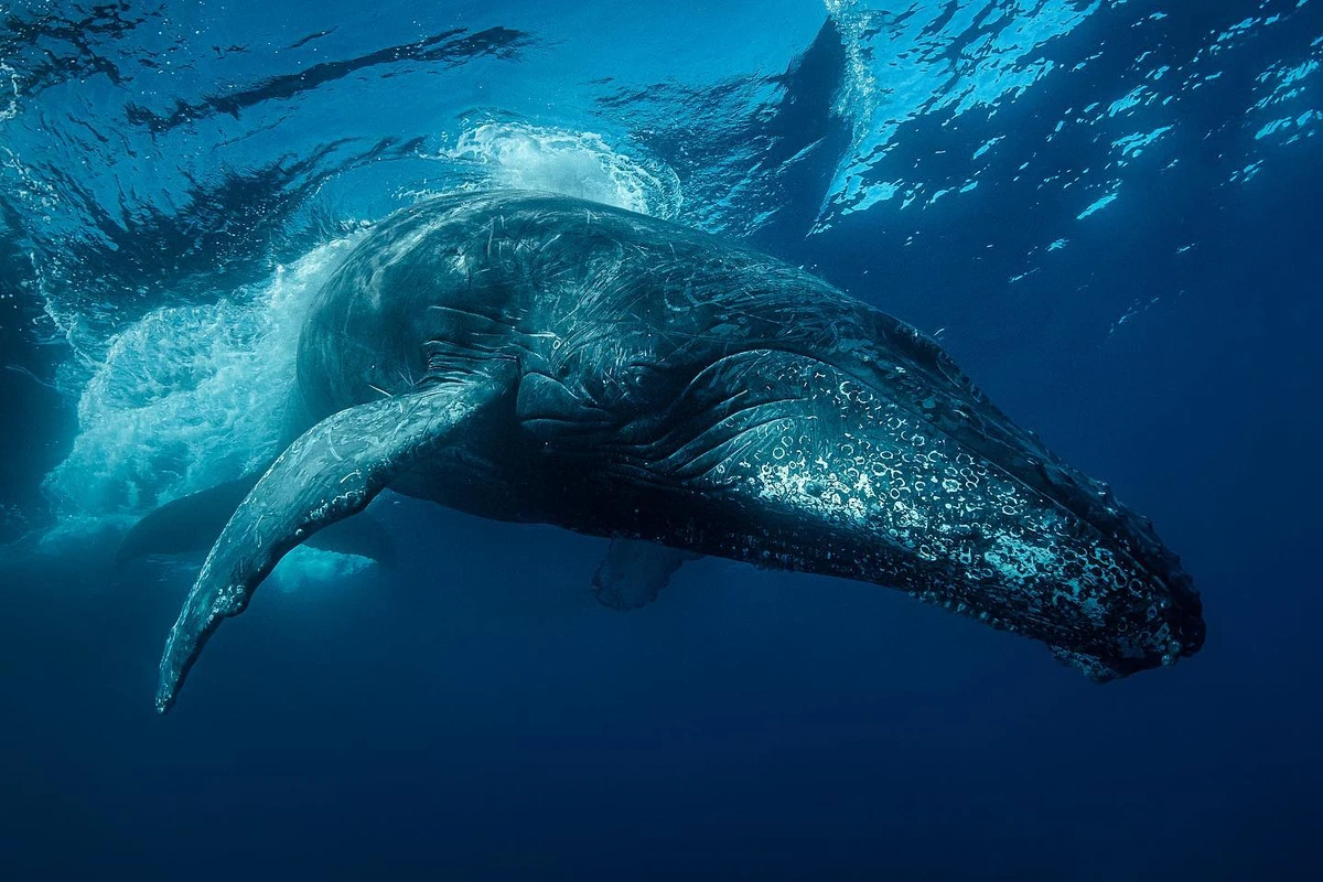 Humpback Whale/Gallery | GavenLovesAnimals' Animal Kindom Wiki | Fandom