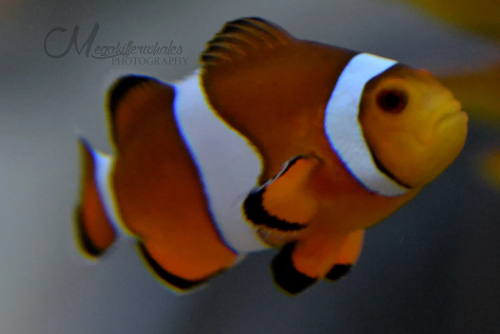 Ocellaris Clownfish/Gallery | GavenLovesAnimals' Animal Kindom Wiki | Fandom