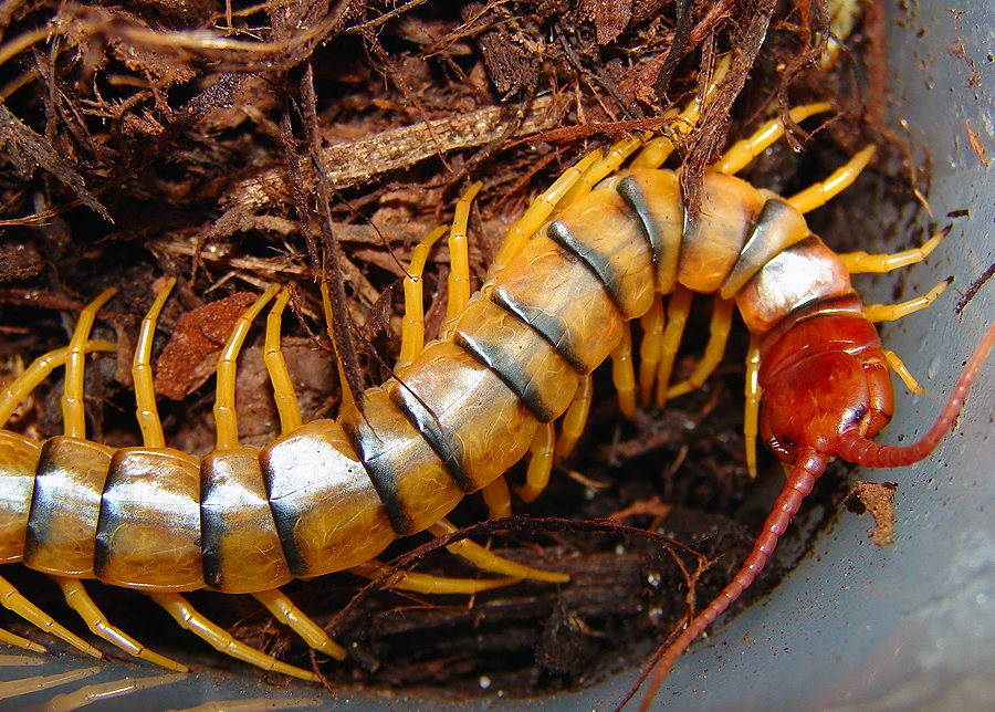 Tiger Centipede | GavenLovesAnimals' Animal Kindom Wiki | Fandom
