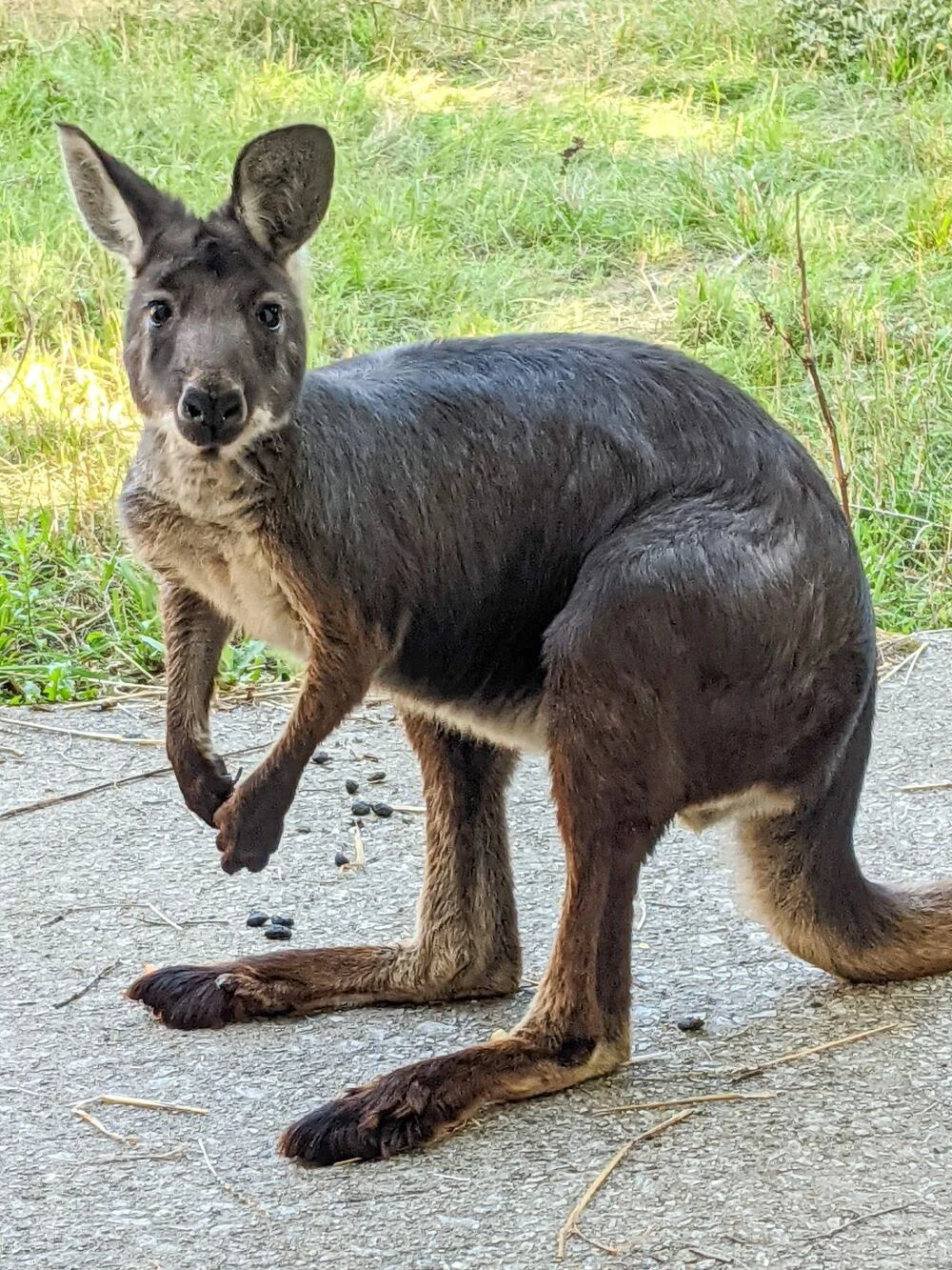 Common Wallaroo | GavenLovesAnimals' Animal Kindom Wiki | Fandom