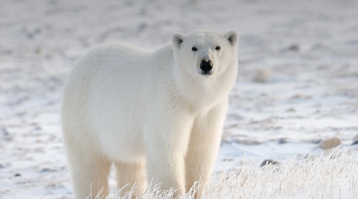 Polar Bear | GavenLovesAnimals' Animal Kindom Wiki | Fandom