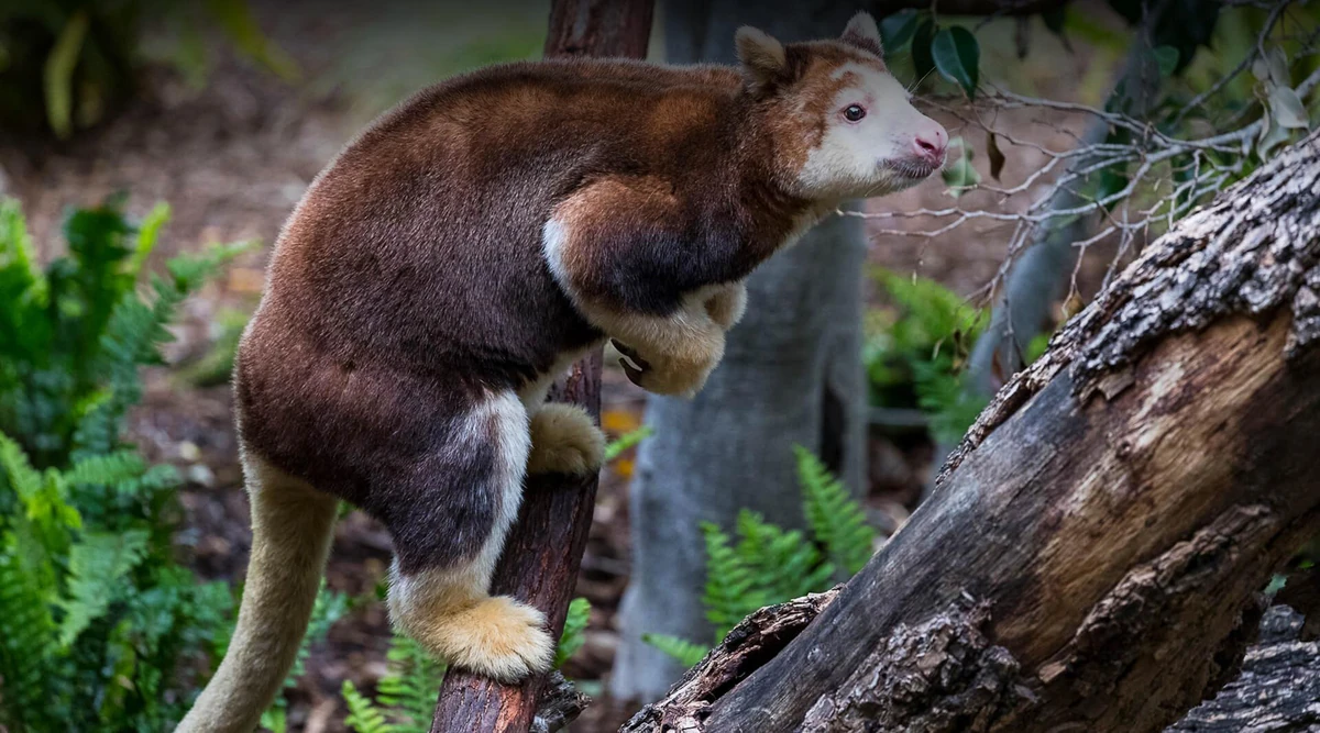Matschie's Tree Kangaroo | GavenLovesAnimals' Animal Kindom Wiki | Fandom