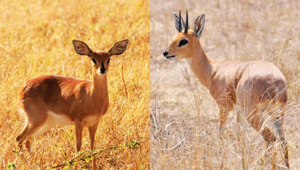 Steenbok | GavenLovesAnimals' Animal Kindom Wiki | Fandom